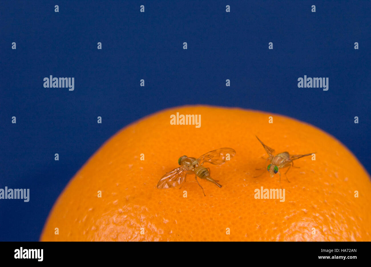 Exotic fruit flies are invasive species that can negatively impact ...