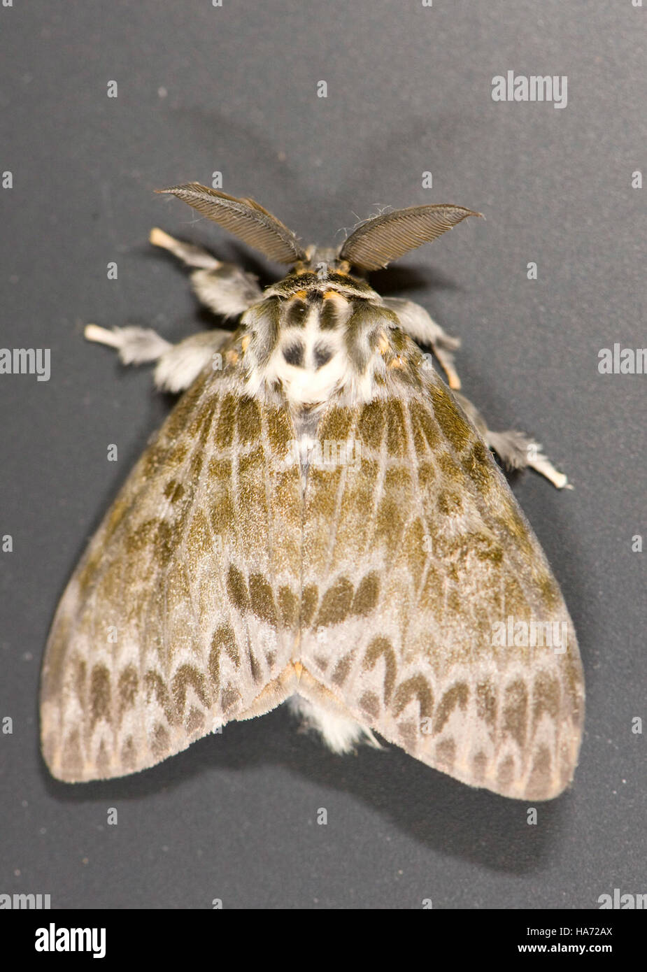 The Gypsy Moth, an invasive species, poses a threat to forest ...