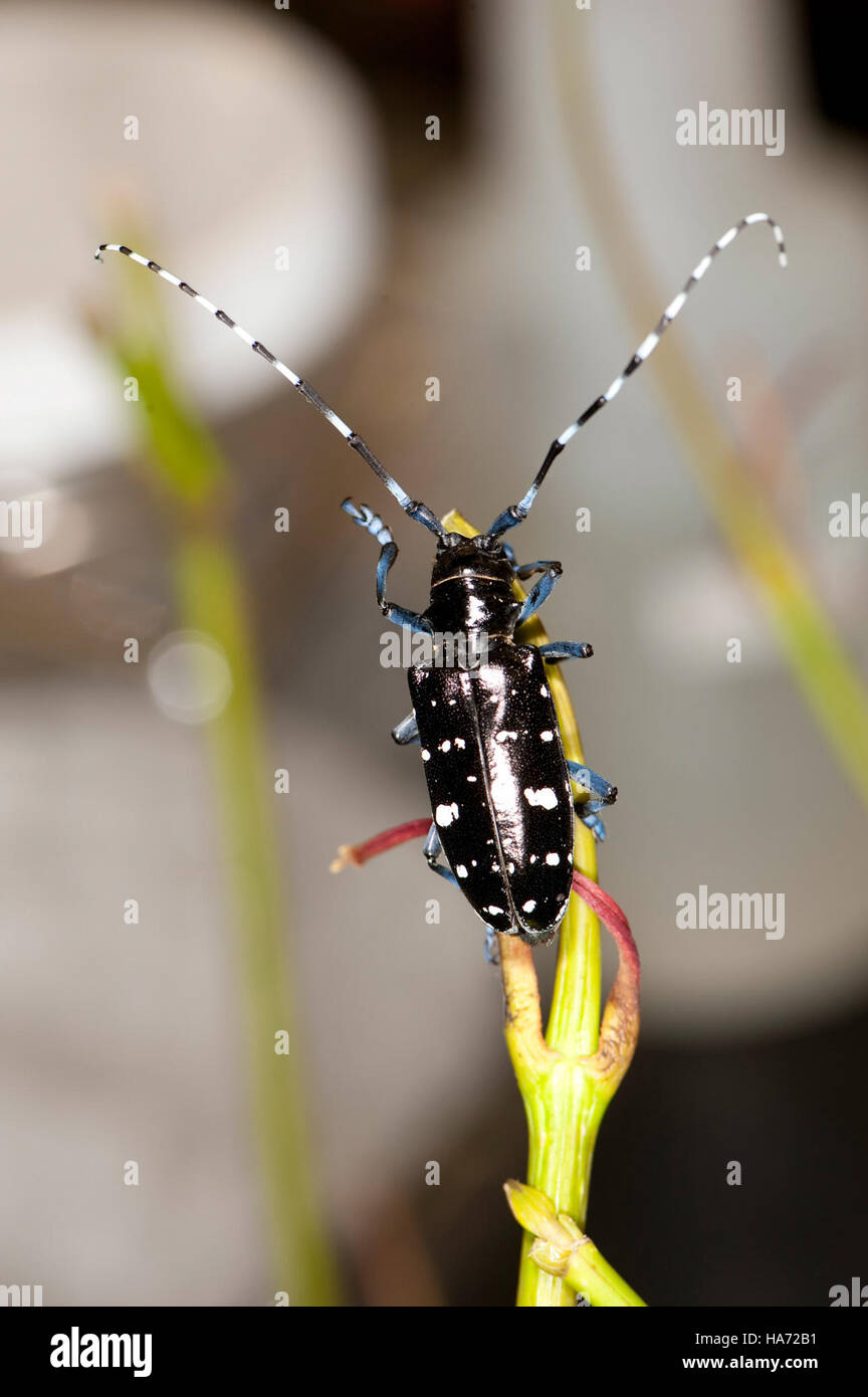 Asian longhorned beetle hi-res stock photography and images - Alamy