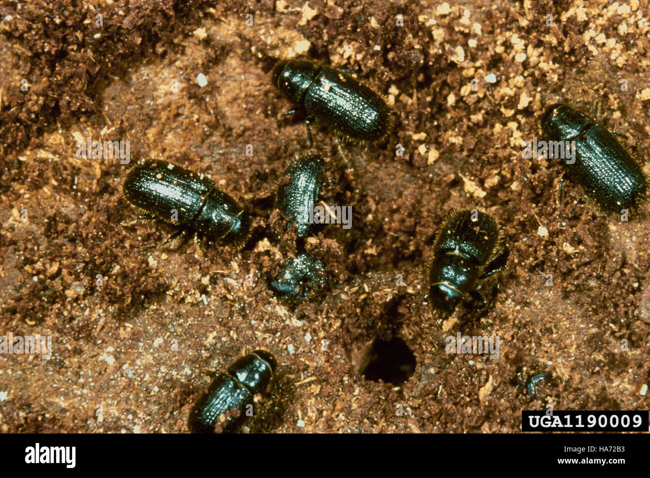 Bark beetle forest infestation hi-res stock photography and images - Alamy