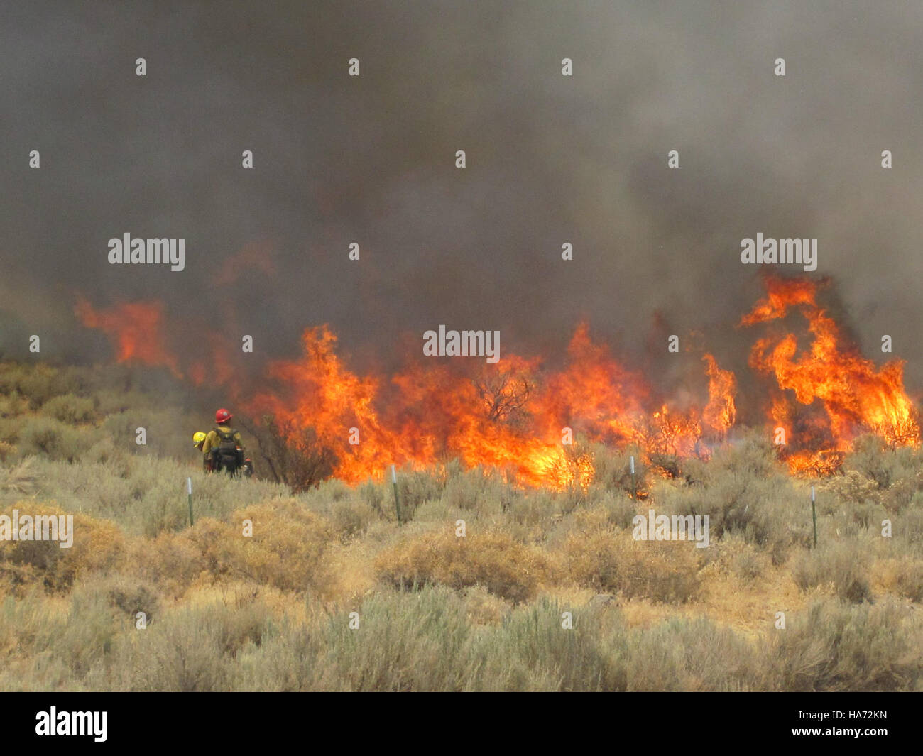 This image features the Tahoe Hotshots, a specialized wildfire fighting ...