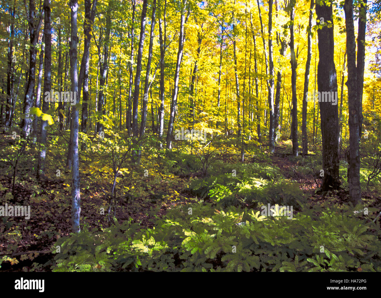 A fall scene in the Hiawatha National Forest, located in Michigan's ...