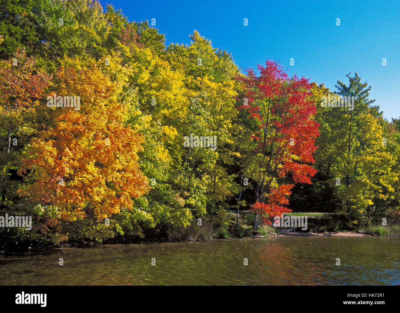 This image depicts the vibrant fall colors in the Hiawatha National ...