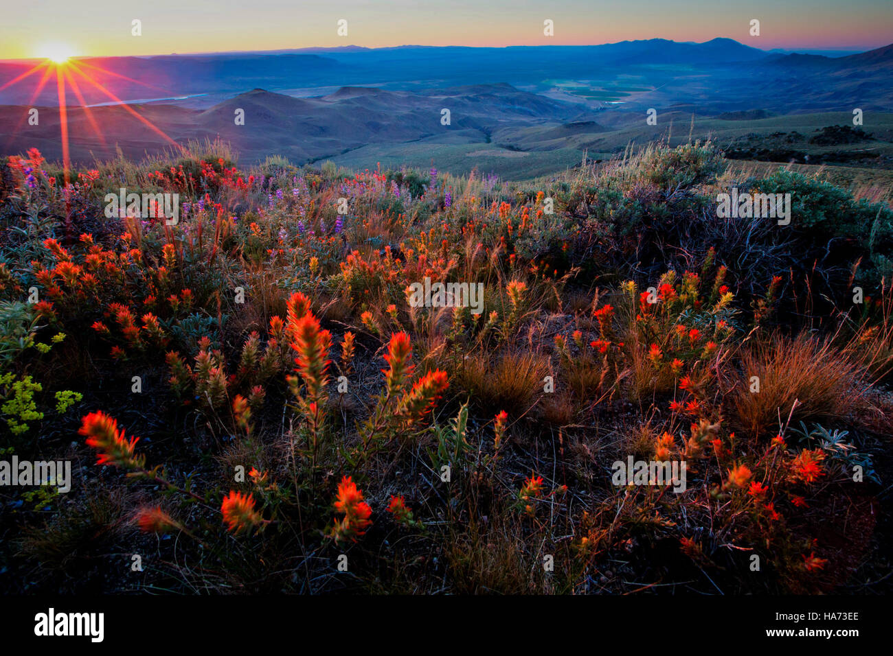Pine Forest in Nevada is a remote natural area known for its dense pine ...