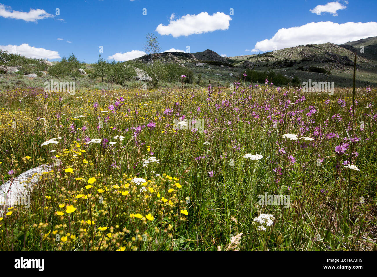 A scenic view of the pine forest in Nevada, capturing the rugged beauty ...