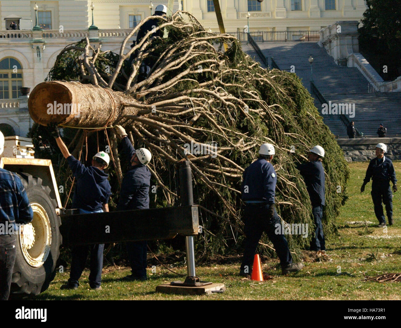 The Capitol Tree, an iconic symbol of the nation, stands within a ...