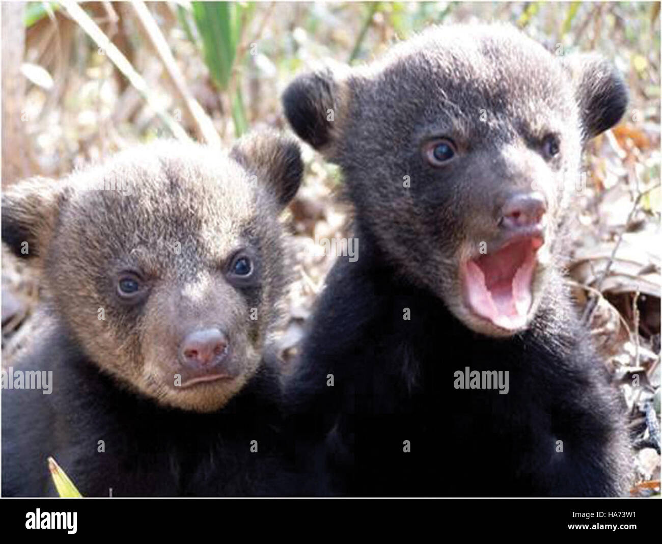 A Louisiana black bear cub is pictured in its natural habitat ...