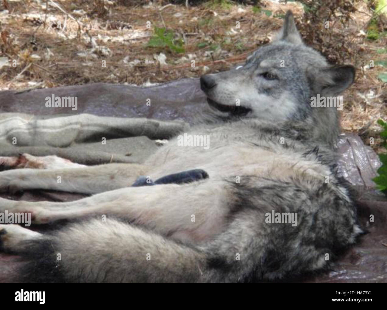 A photograph featuring the Ho-Chunk Nation, highlighting cultural ...