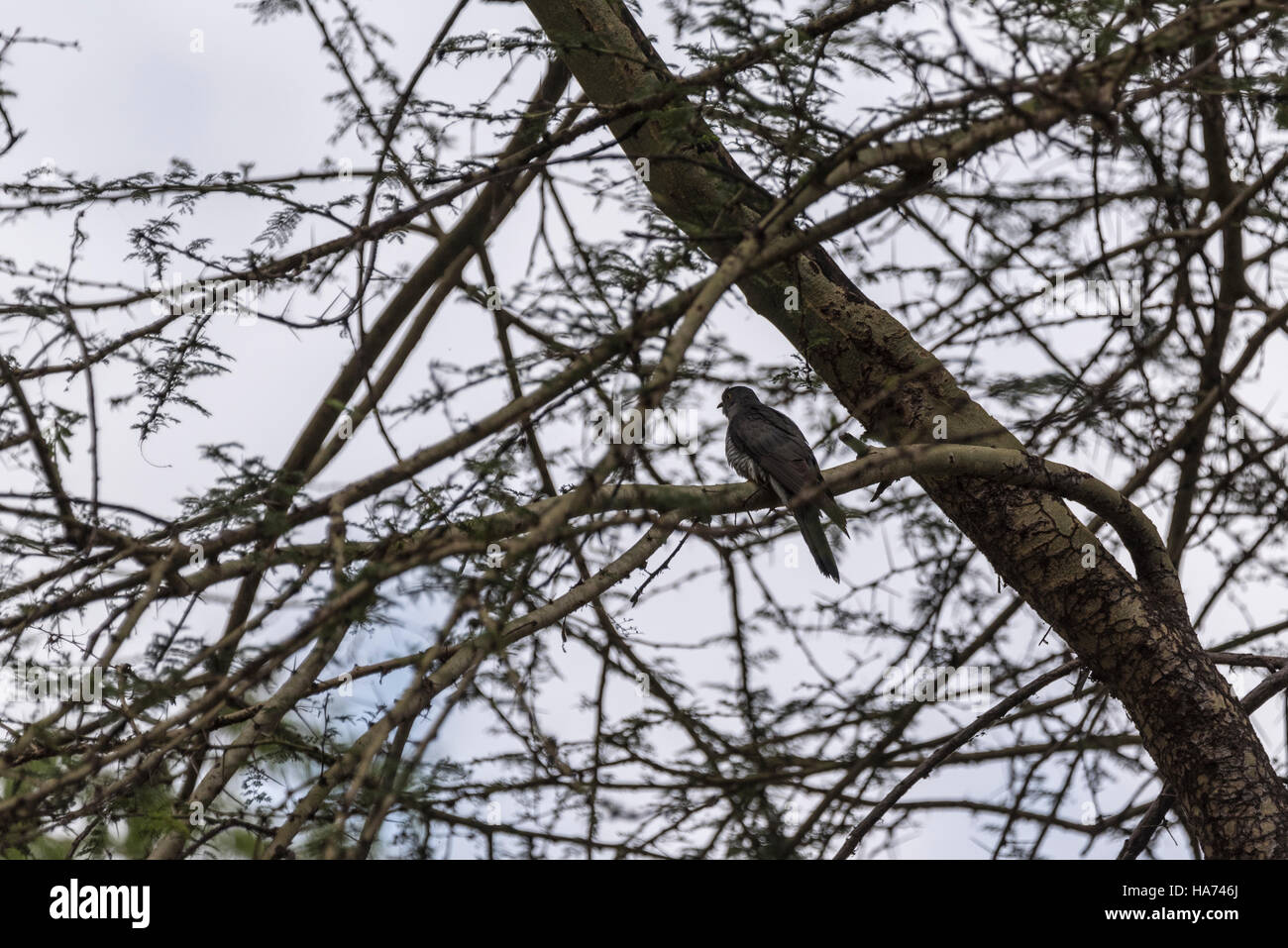 A Common Cuckoo perched in a tree Stock Photo - Alamy