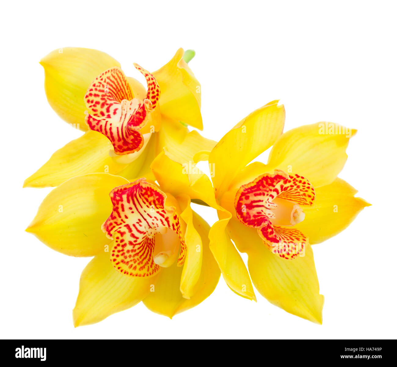 Watercolor orchid Cut Out Stock Images & Pictures - Alamy