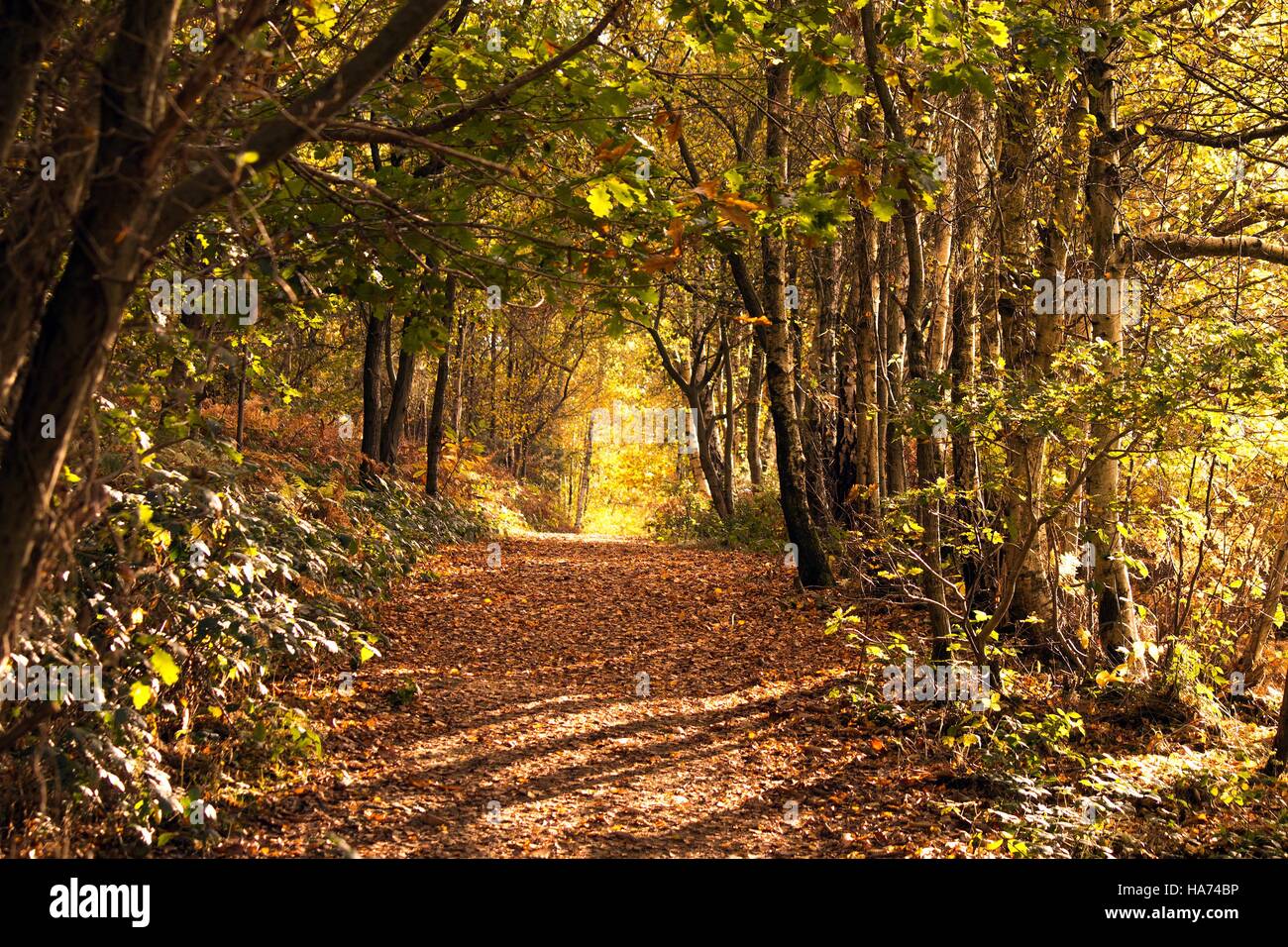Come into the light, an Autumn stroll Stock Photo - Alamy