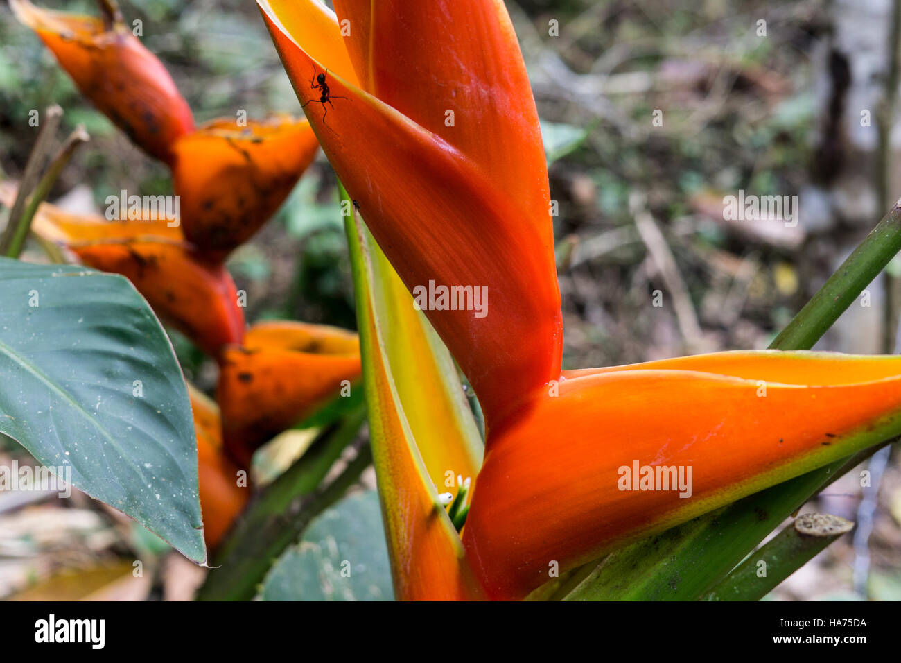 Amazonian flowers, Heliconia floweer.Amazonian,Peru Stock Photo - Alamy