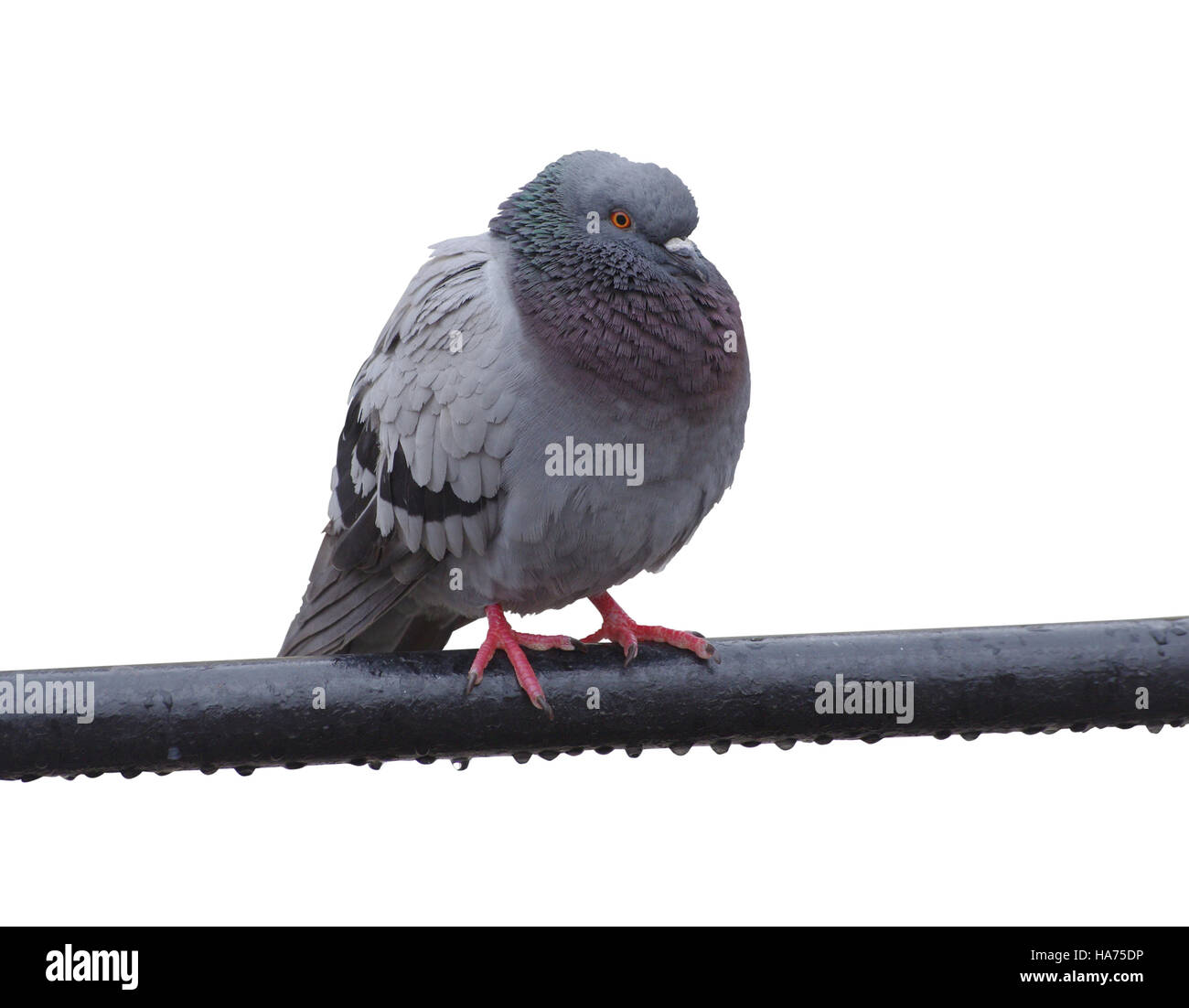 pigeon bird isolated Stock Photo - Alamy
