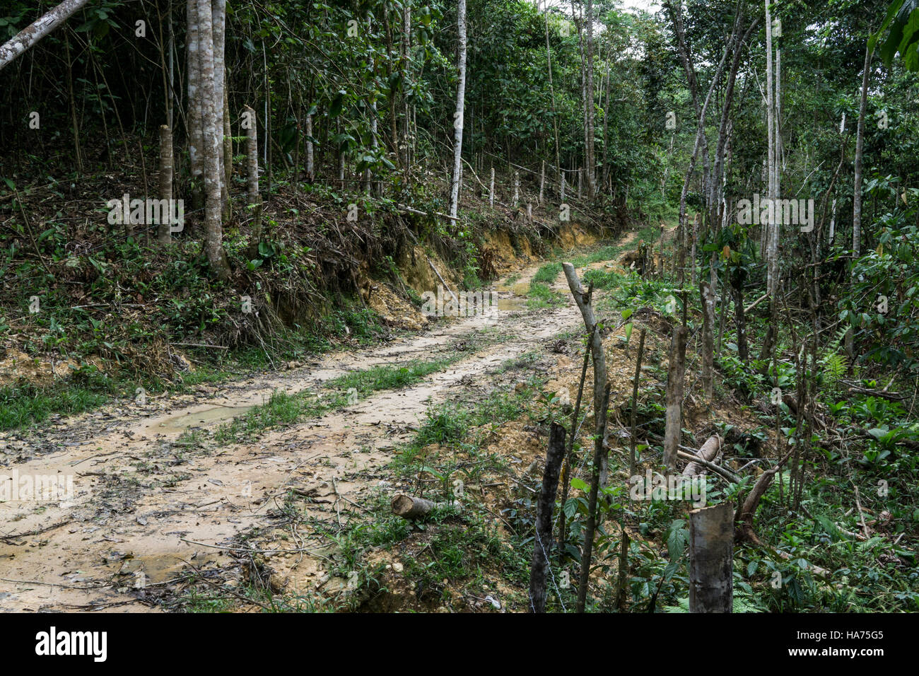 Trail in the jungle, Amazon basin, Peru Stock Photo - Alamy