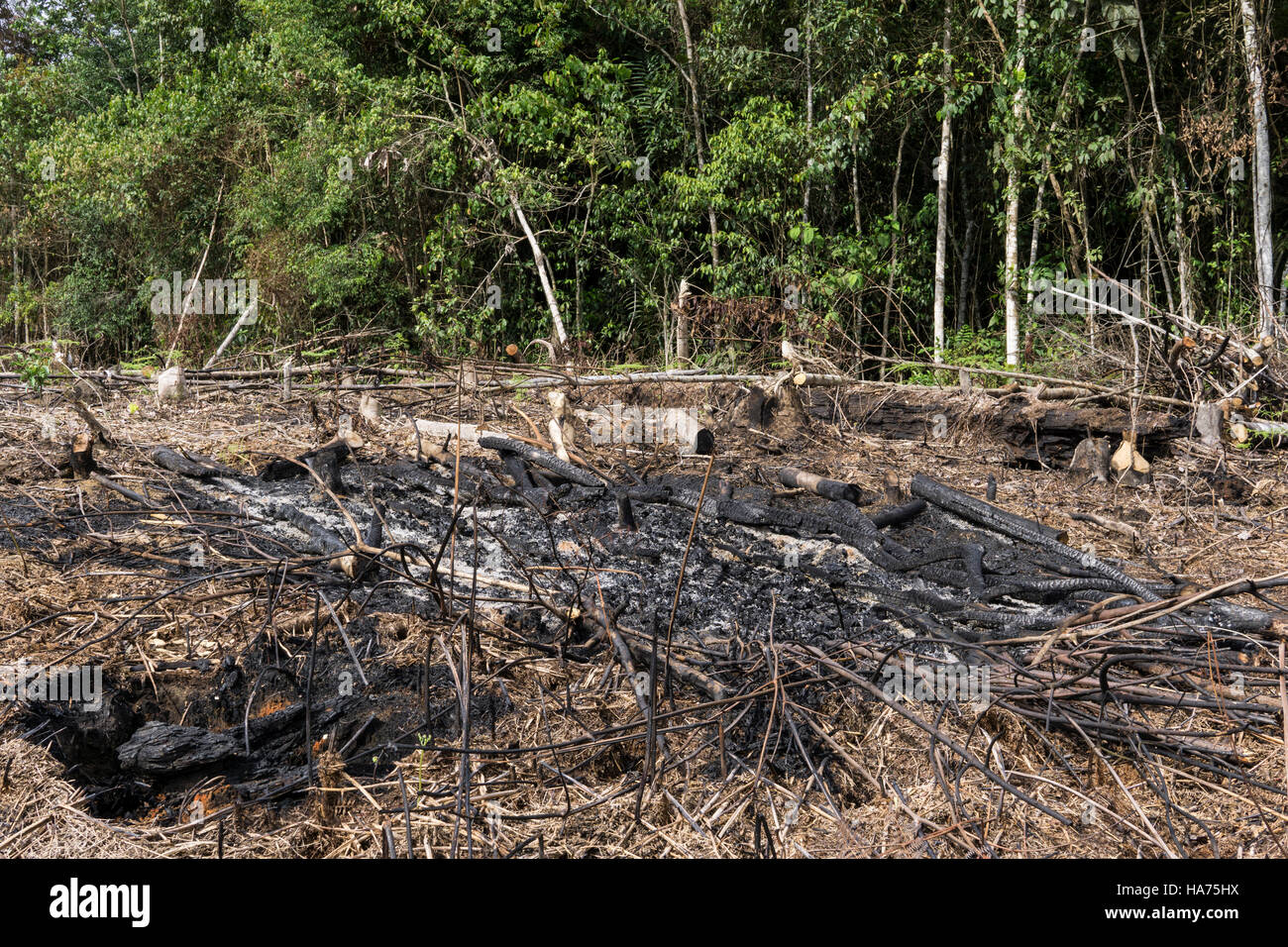 Deforestation in the Amazon jungle.Huanuco department. Peru Stock Photo ...