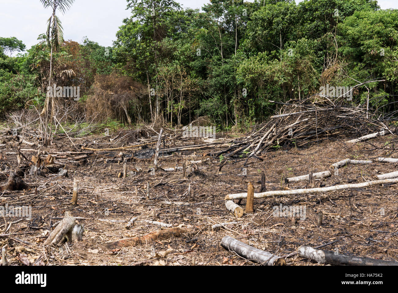 Deforestation in the Amazon jungle.Huanuco department. Peru Stock Photo ...