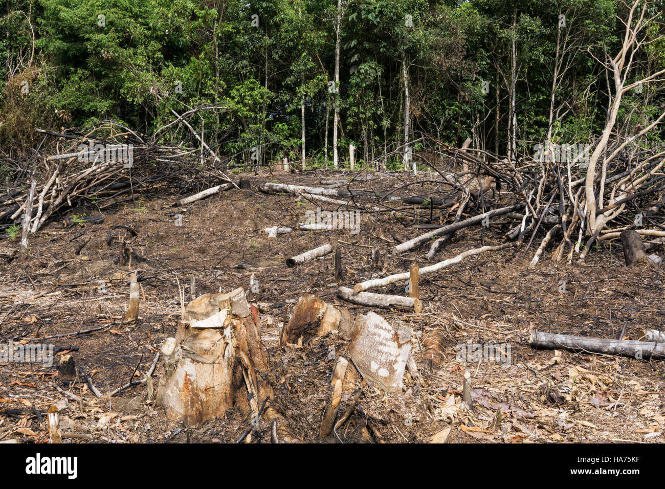Deforestation in the Amazon jungle.Huanuco department. Peru Stock Photo ...