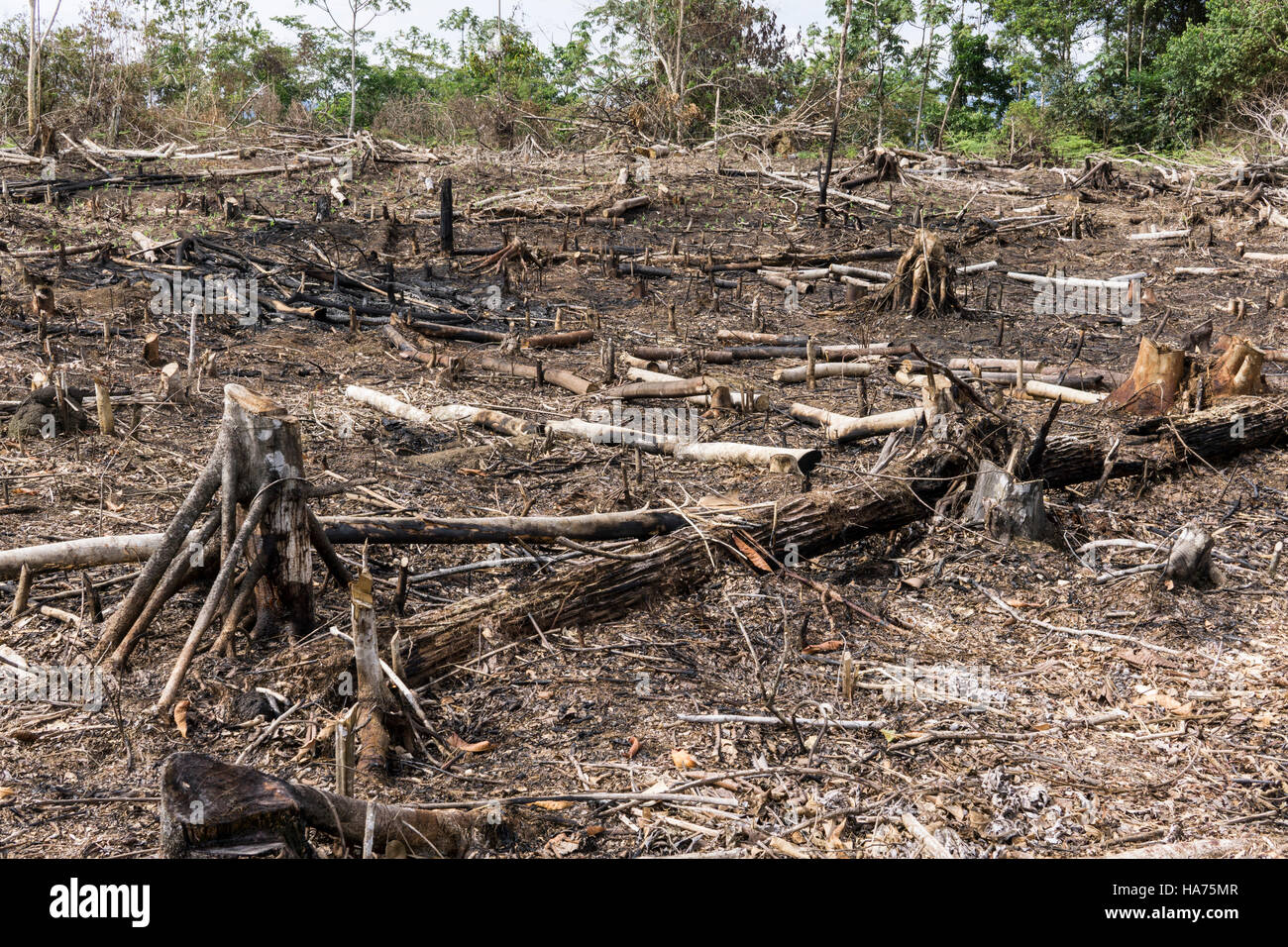Deforestation in the Amazon jungle.Huanuco department. Peru Stock Photo ...