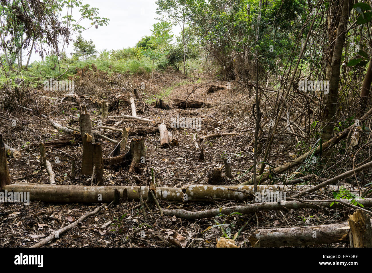 Deforestation in the Amazon jungle.Huanuco department. Peru Stock Photo ...