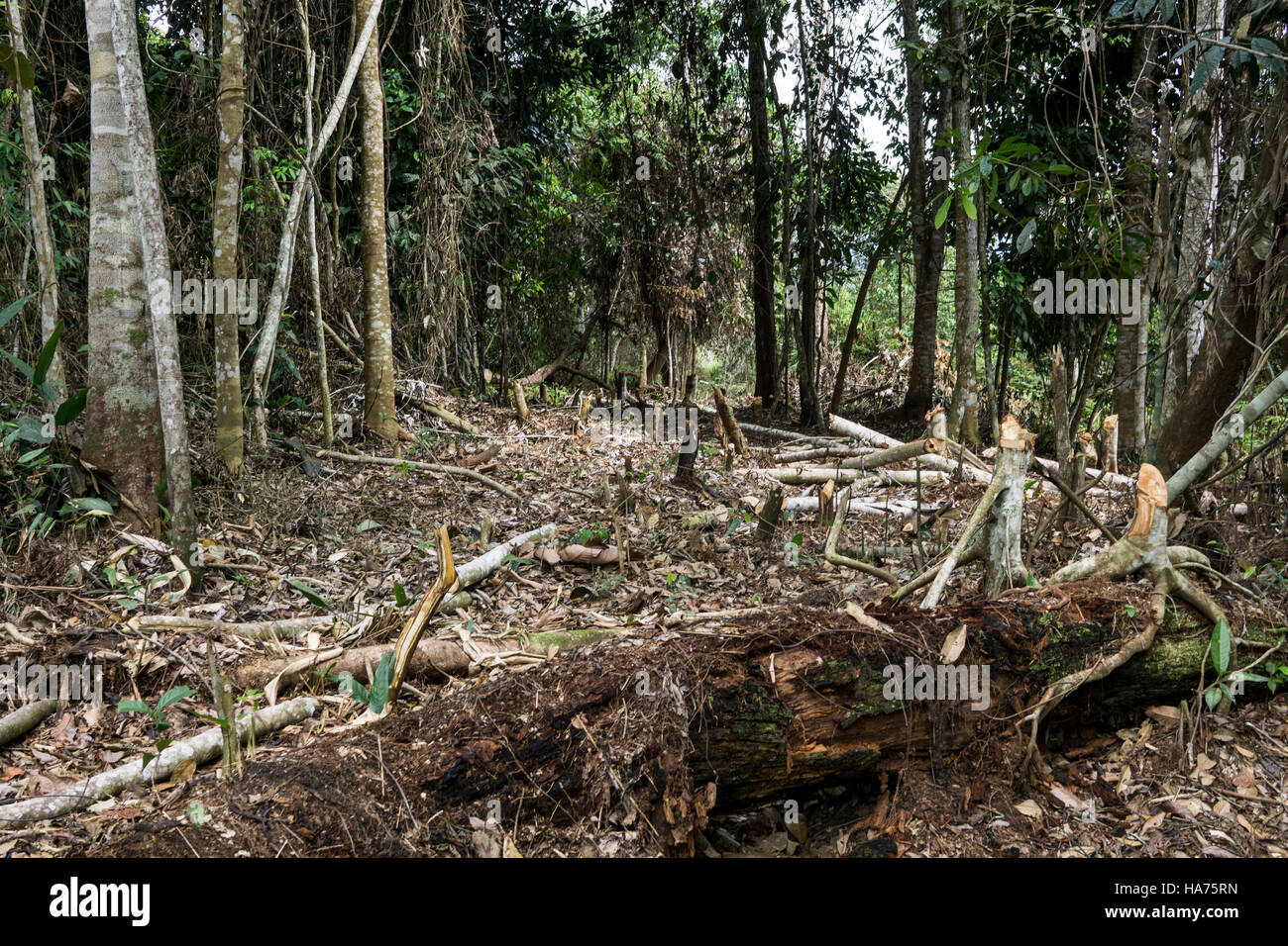 Deforestation in the Amazon jungle.Huanuco department. Peru Stock Photo ...