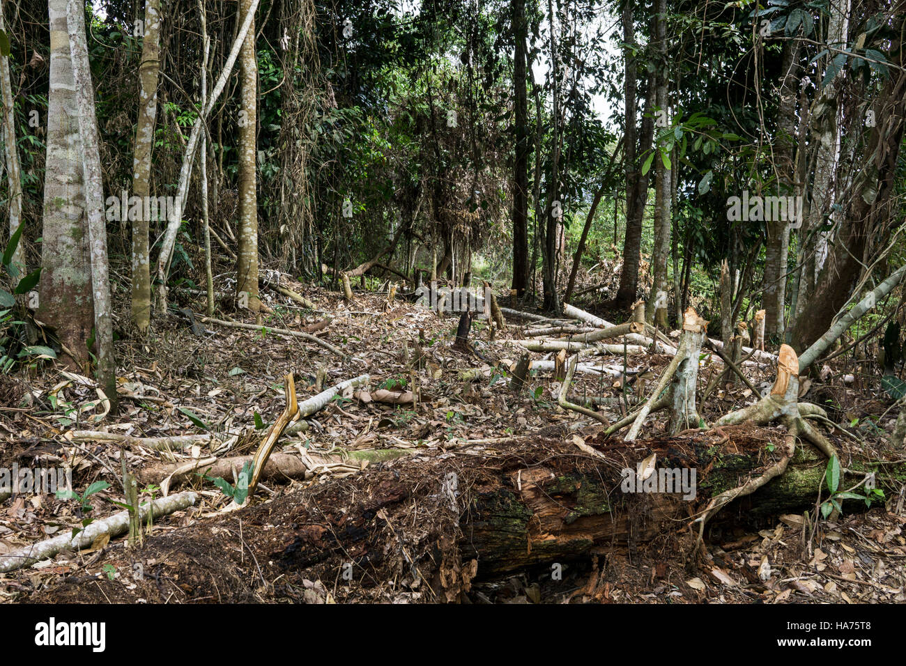 Deforestation in the Amazon jungle.Huanuco department. Peru Stock Photo ...