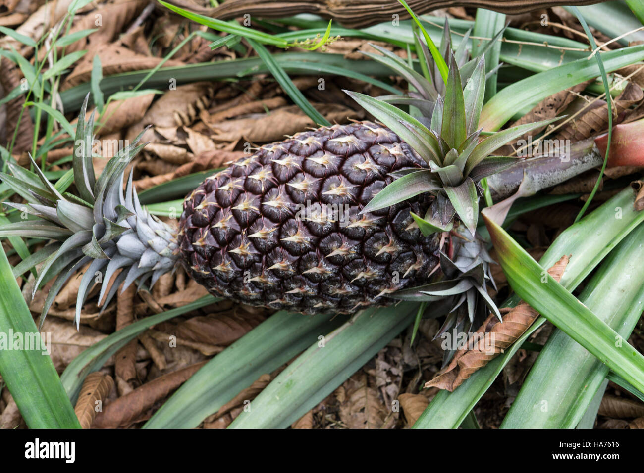 Pineapple in the plant. Peruvian amazon Stock Photo - Alamy