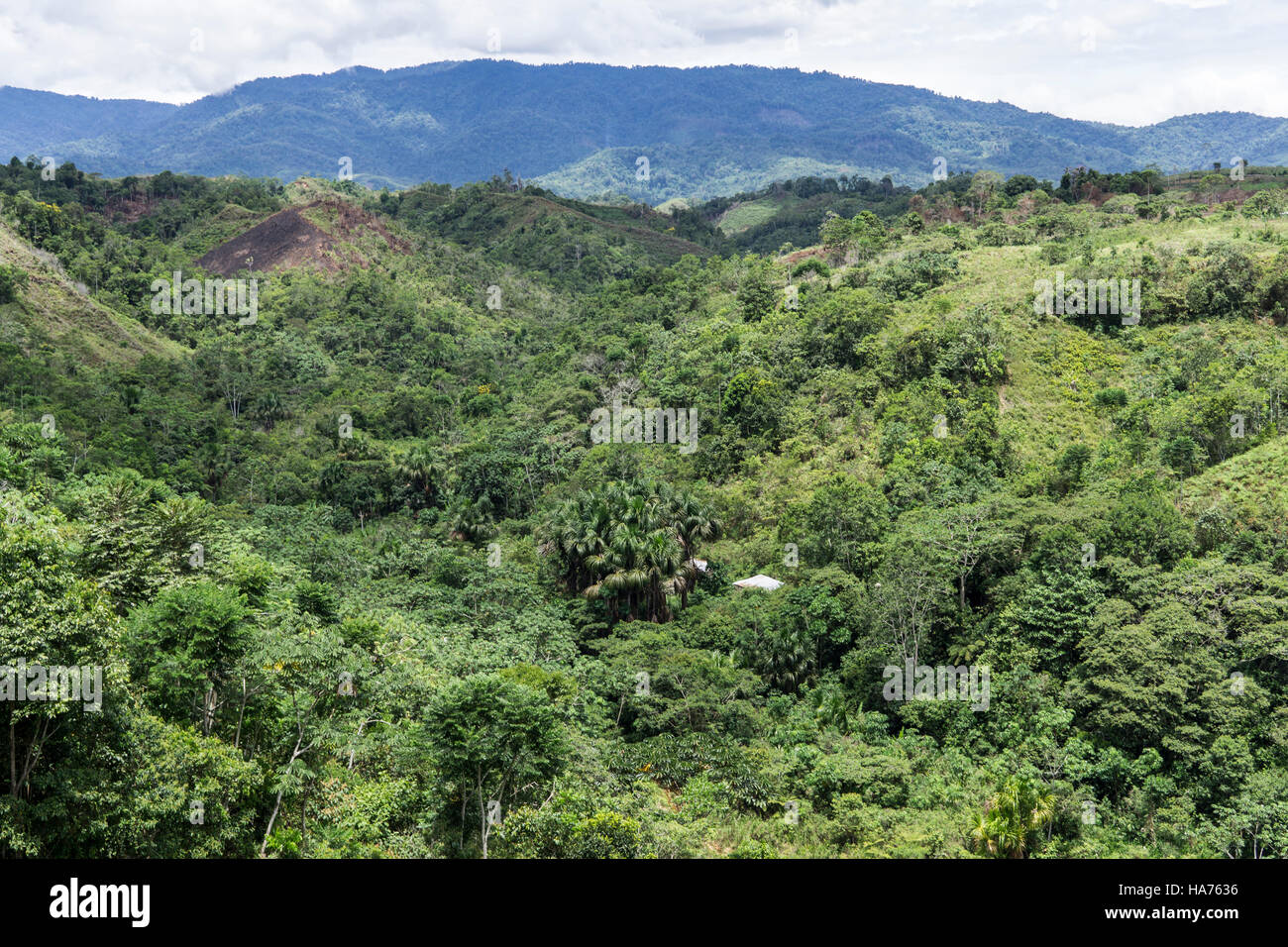 Mountain jungle in Huanuco, Peruvian Amazon Stock Photo - Alamy