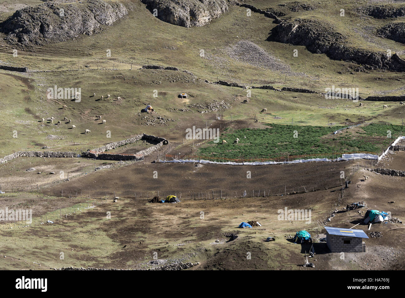 Farms of llamas and alpacas in the Peruvian highlands. Pasco, Peru ...