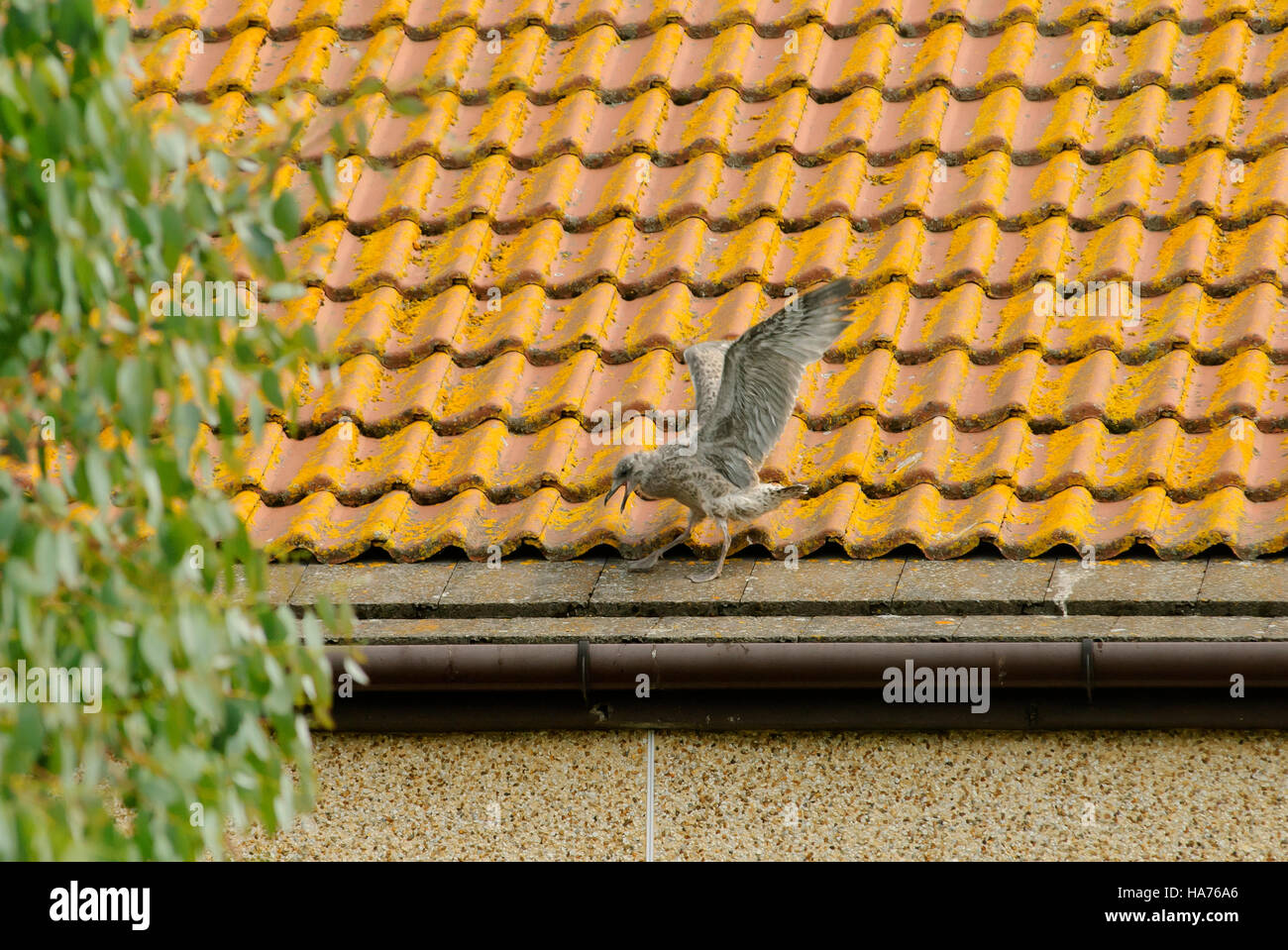 A young herring gull stretching and testing its wings on a roof Stock ...