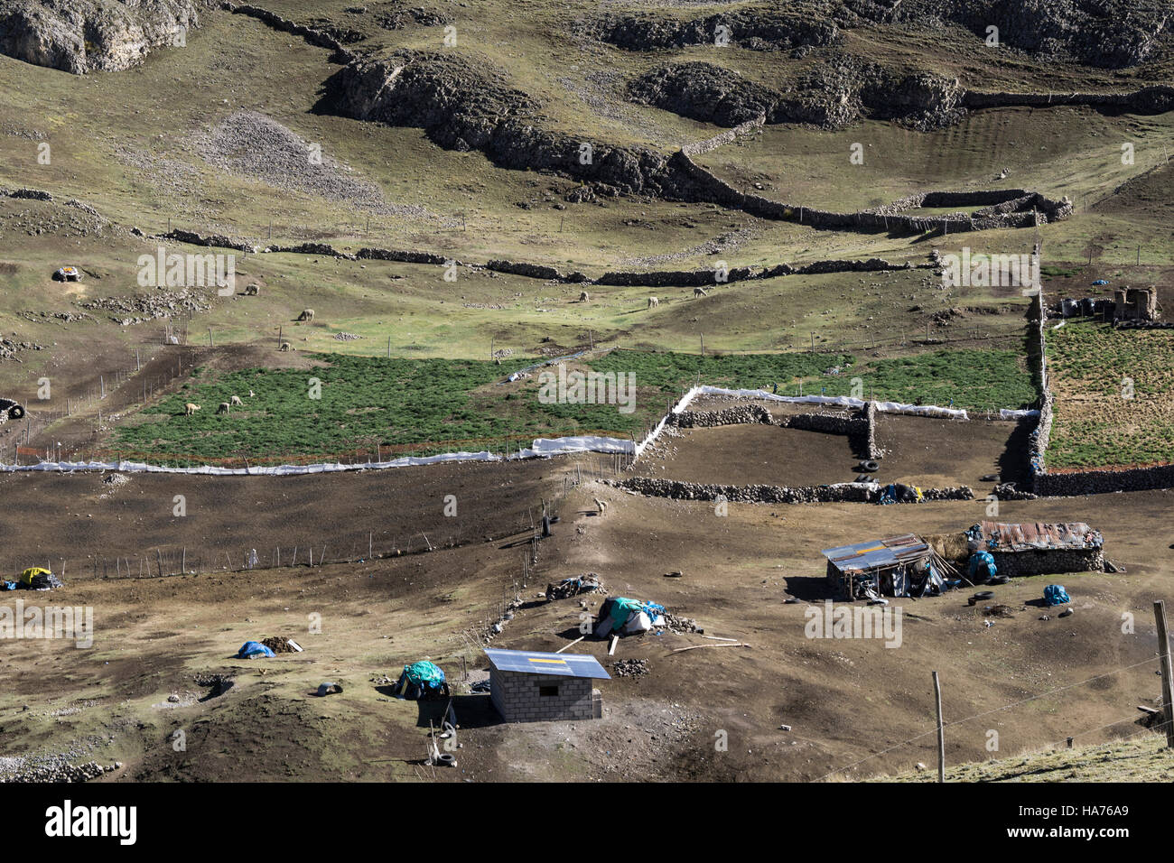 Farms of llamas and alpacas in the Peruvian highlands. Pasco, Peru ...
