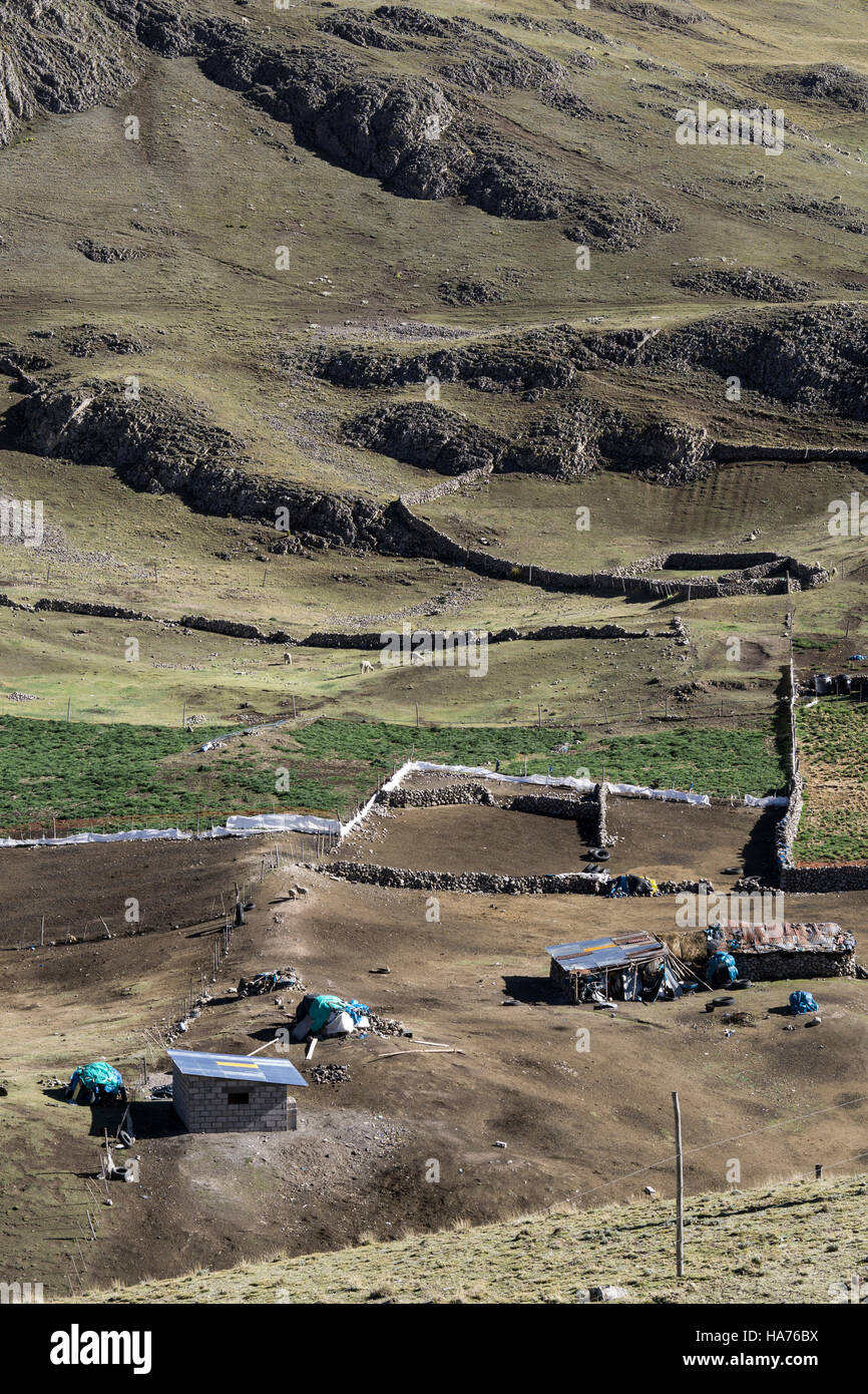Farms of llamas and alpacas in the Peruvian highlands. Pasco, Peru ...