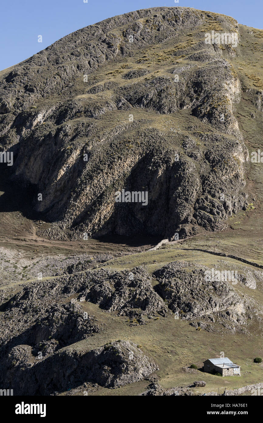 Farms of llamas and alpacas in the Peruvian highlands. Pasco, Peru ...