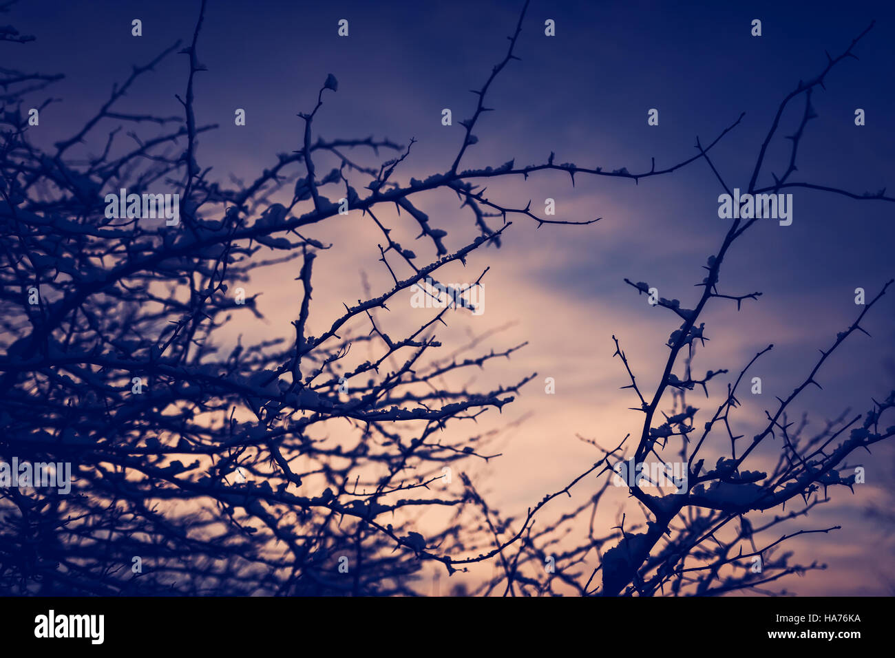 closeup winter snow branch branches sunset cold background close-up ...
