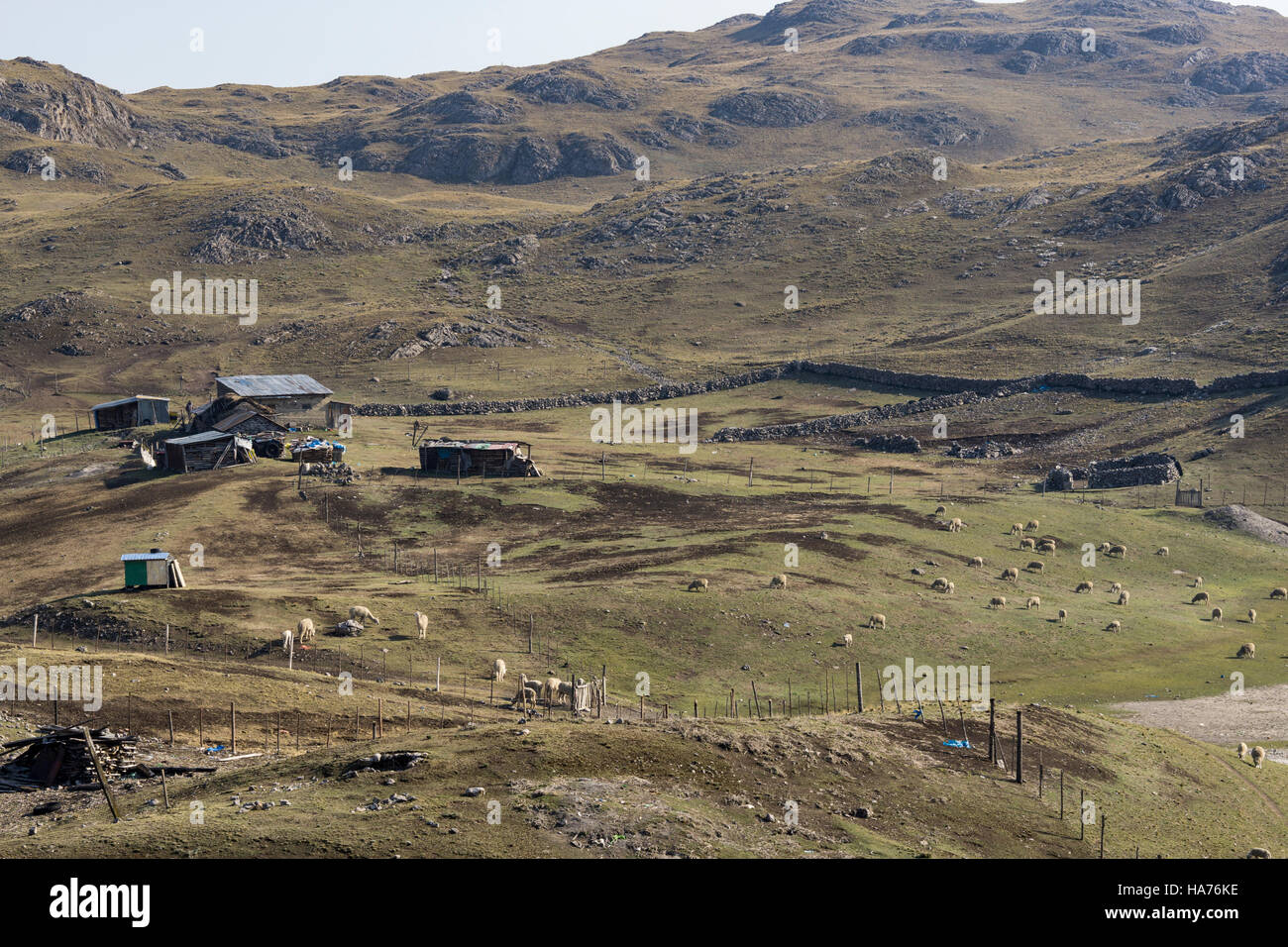Farms of llamas and alpacas in the Peruvian highlands. Pasco, Peru ...