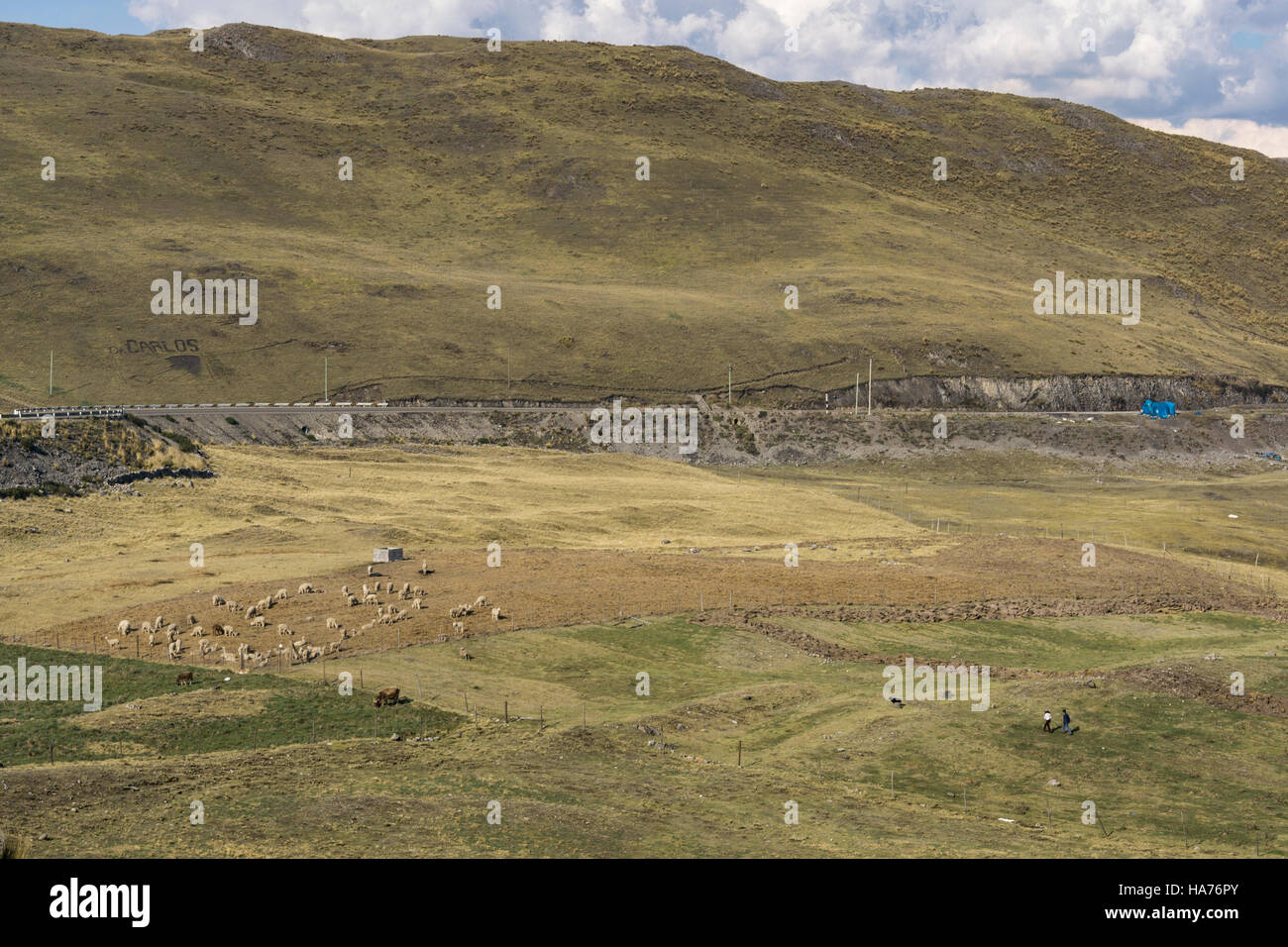 Farms of llamas and alpacas in the Peruvian highlands. Pasco, Peru ...