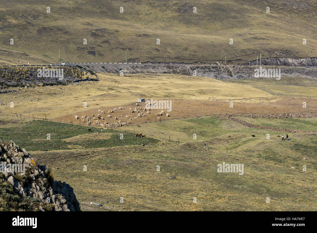 Farms of llamas and alpacas in the Peruvian highlands. Pasco, Peru ...