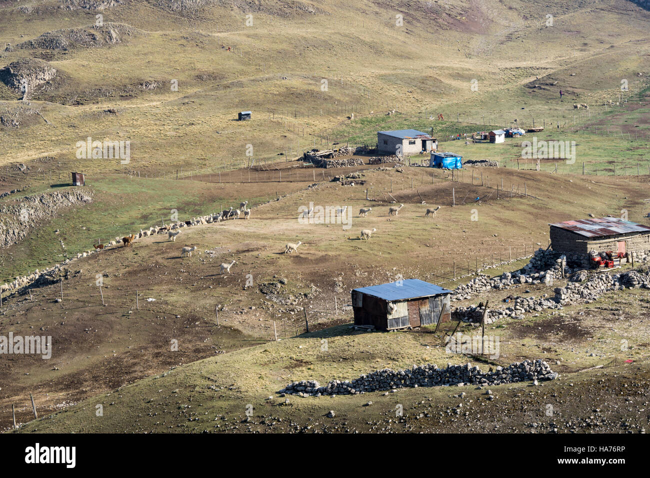 Farms of llamas and alpacas in the Peruvian highlands. Pasco, Peru ...