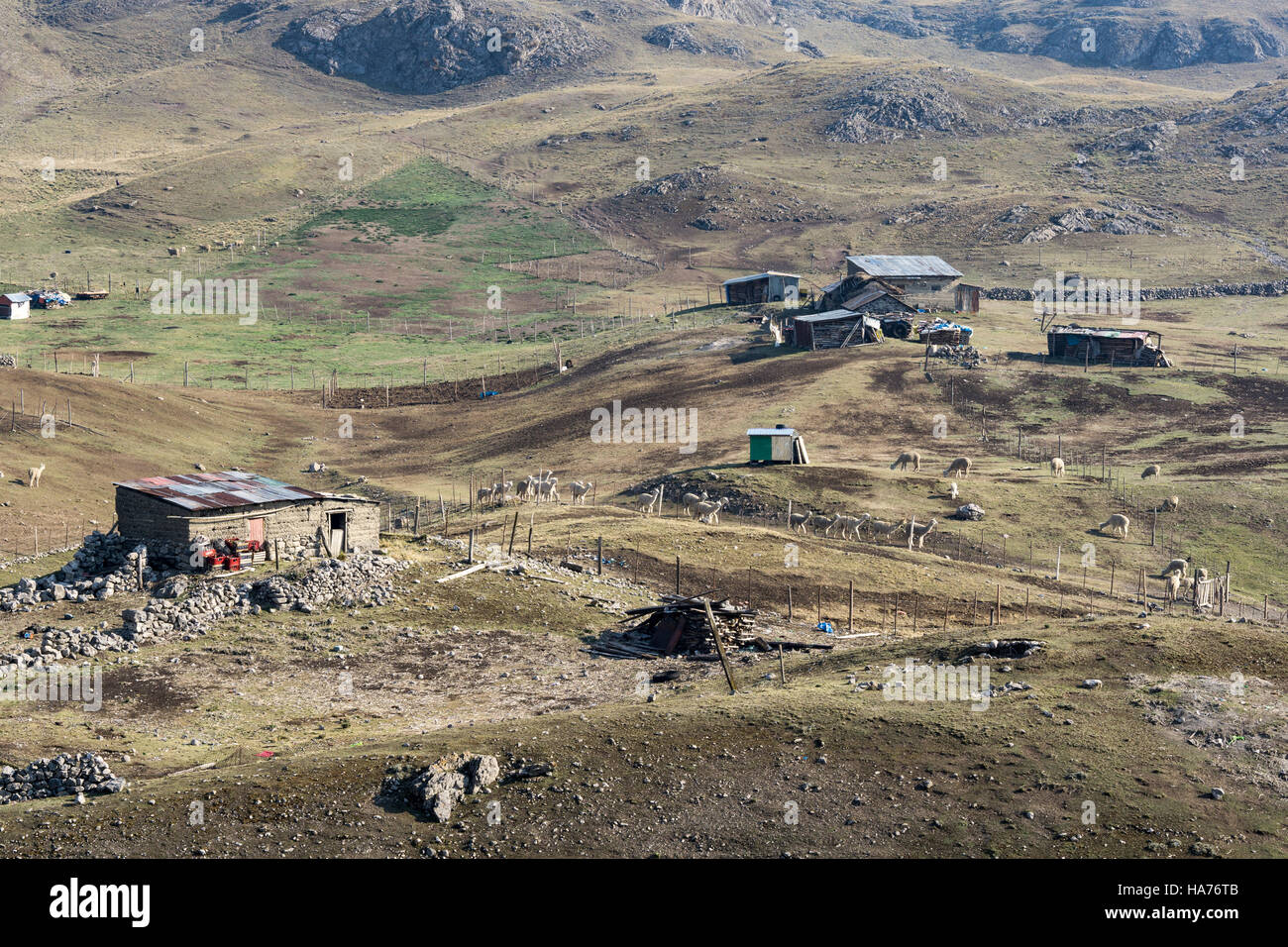 Farms of llamas and alpacas in the Peruvian highlands. Pasco, Peru ...