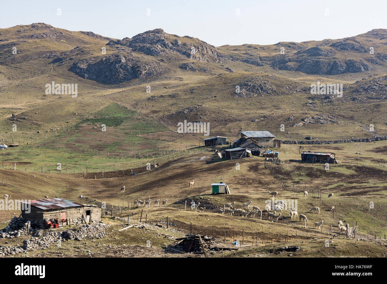 Farms of llamas and alpacas in the Peruvian highlands. Pasco, Peru ...