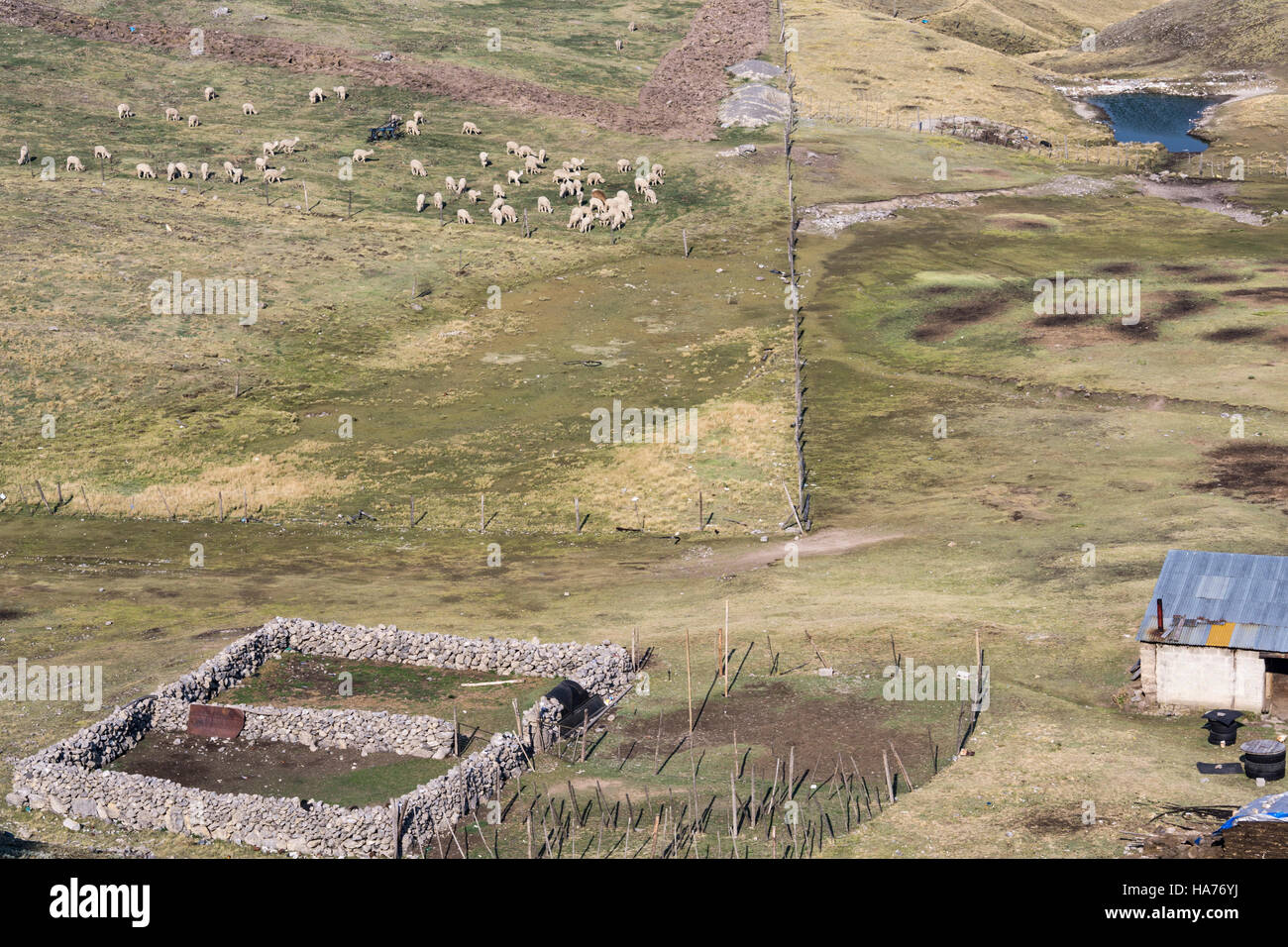 Farms of llamas and alpacas in the Peruvian highlands. Pasco, Peru ...