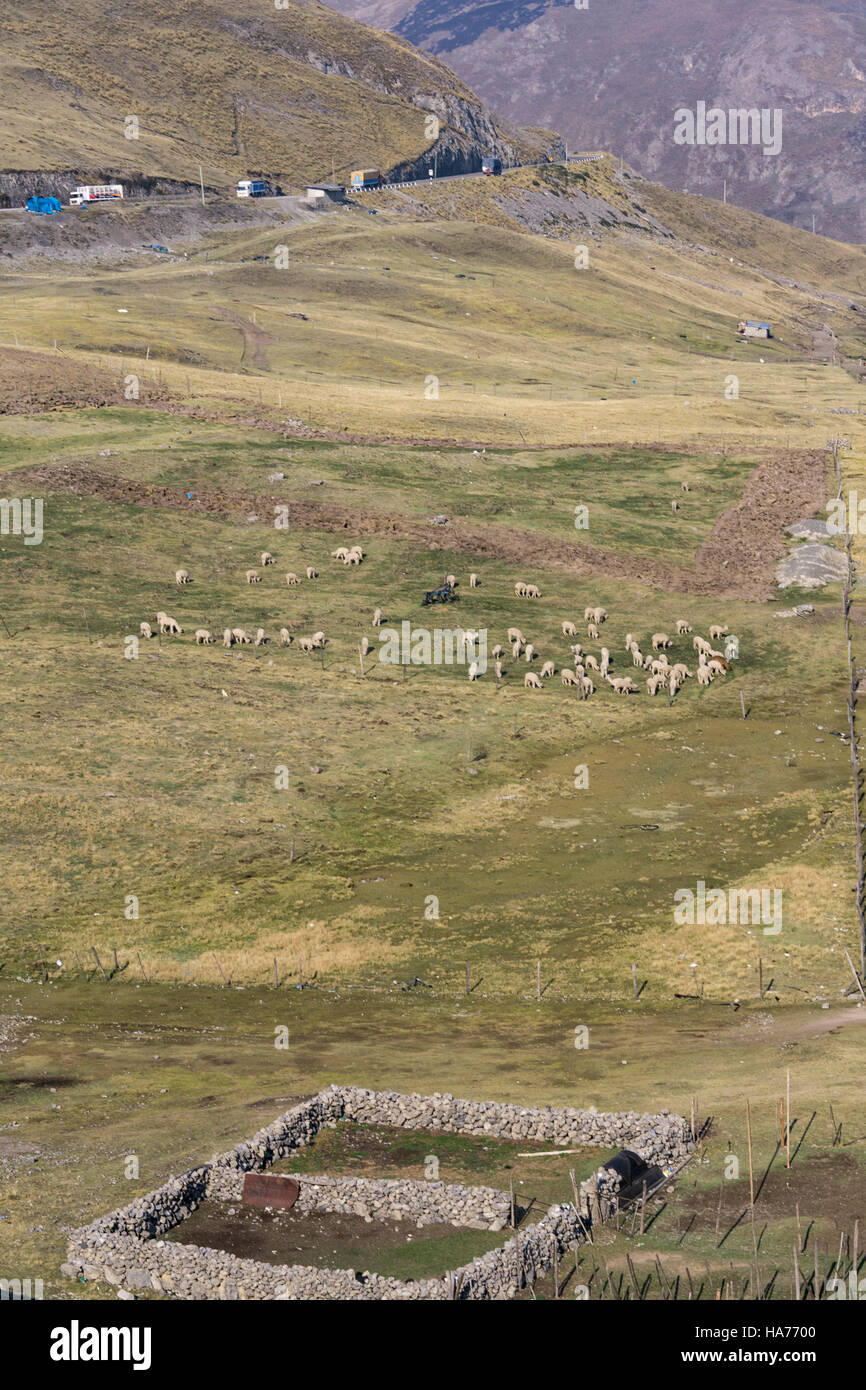 Farms of llamas and alpacas in the Peruvian highlands. Pasco, Peru ...