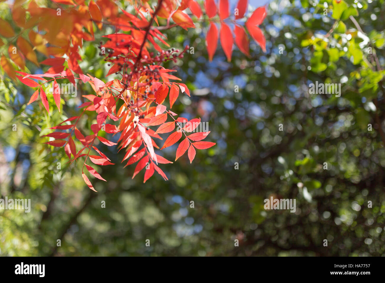 Arizona fall colors hi-res stock photography and images - Alamy