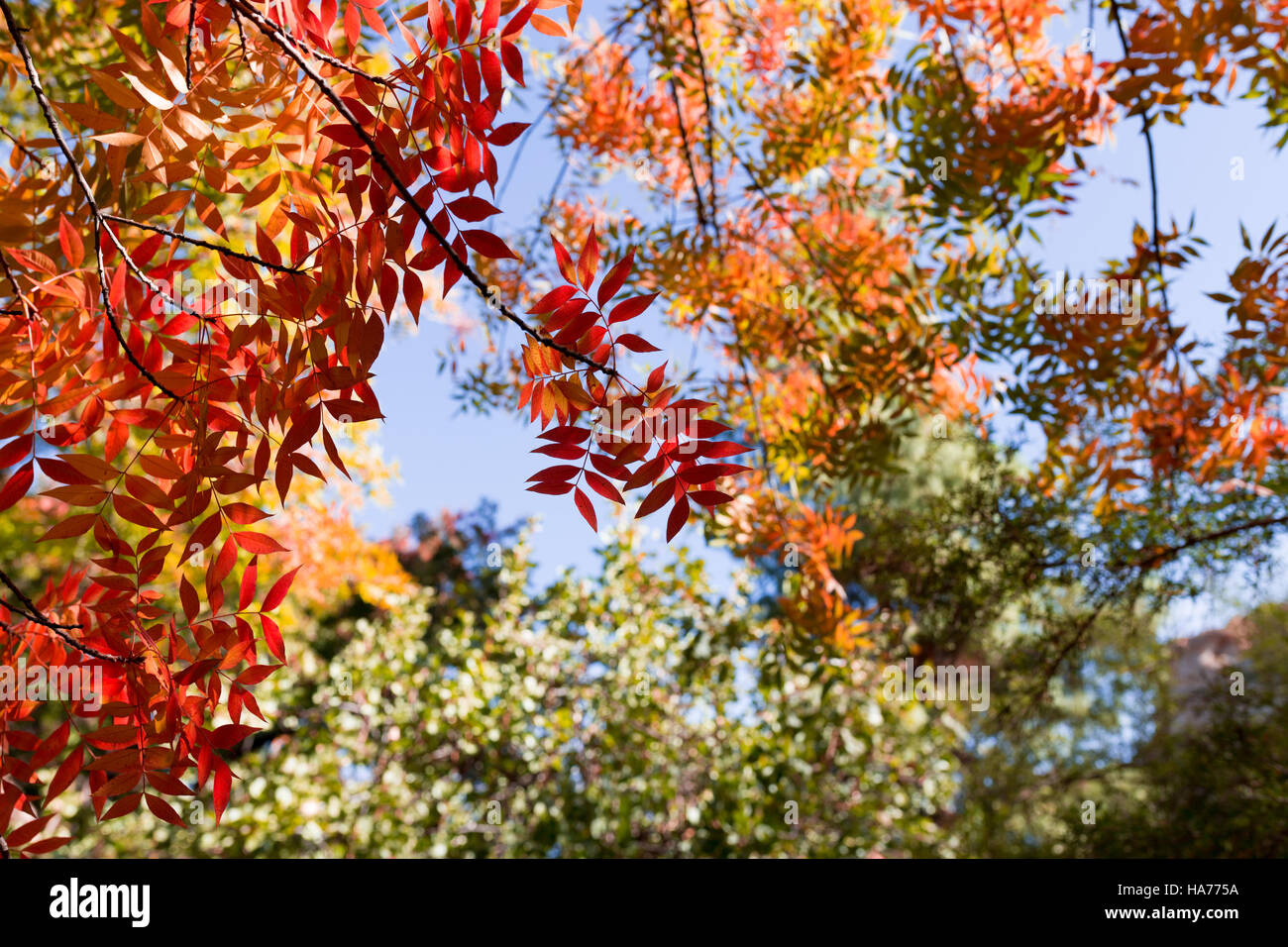 Desert fall colors hi-res stock photography and images - Alamy