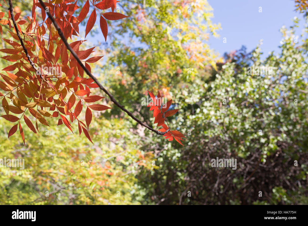 Desert fall colors hi-res stock photography and images - Alamy