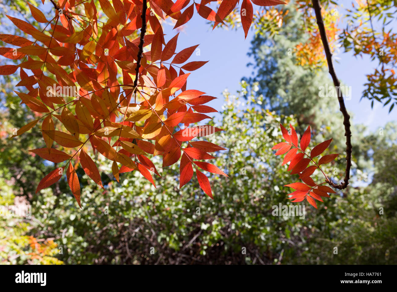 Arizona fall colors hi-res stock photography and images - Alamy