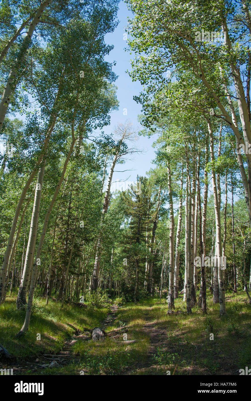 In the northern Nevada mountains Stock Photo - Alamy