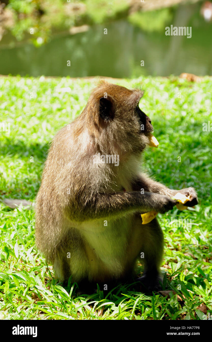 Macaque, Rhesus (Macaca mulatta Stock Photo - Alamy