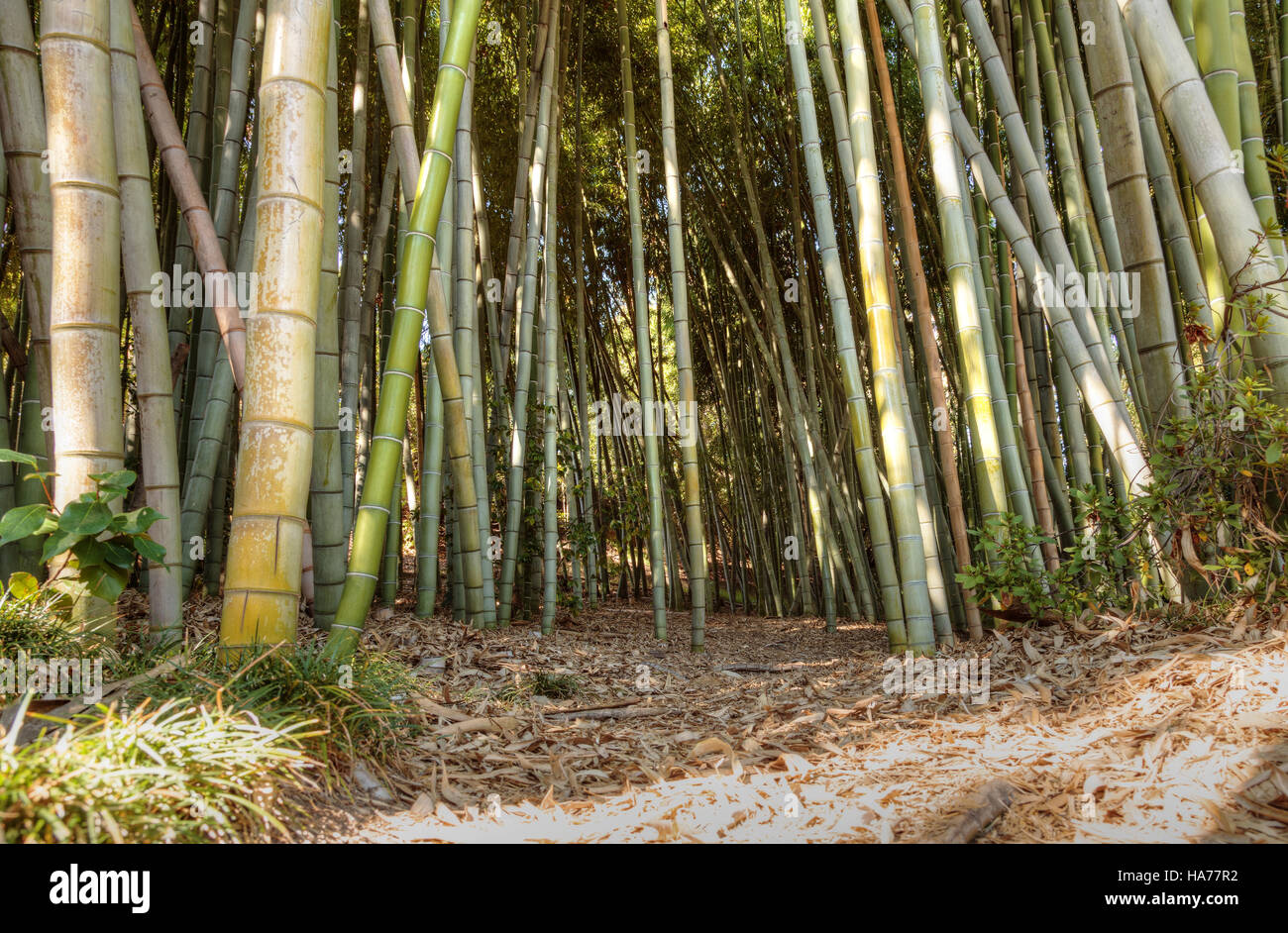 Bamboo path with thick Chinese bamboo growing tall and reaching skyward ...