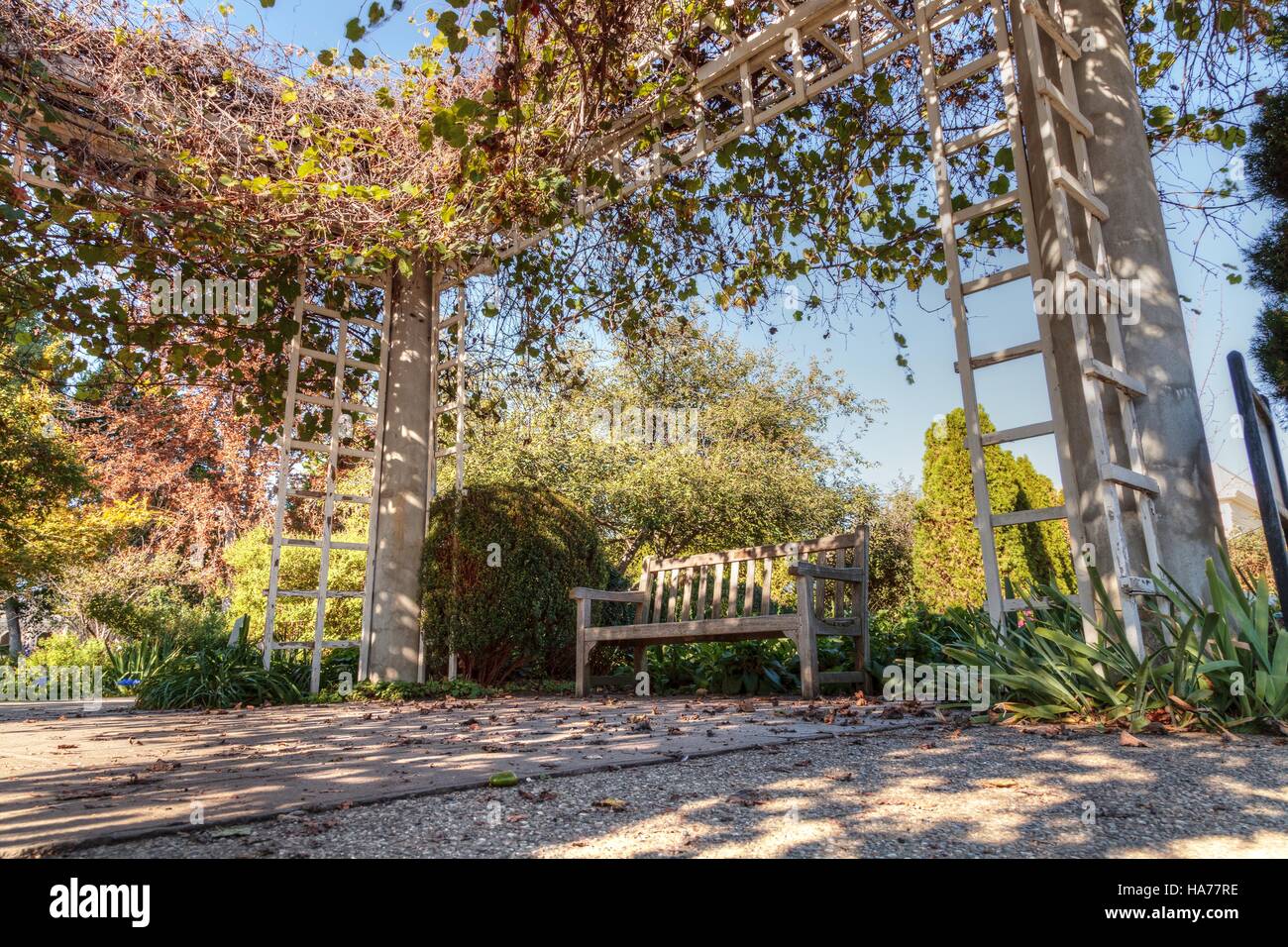 Worn wood bench under the shade of a wisteria vine Stock Photo - Alamy