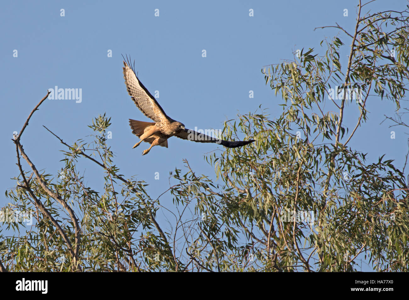 Bird hawk flying at hiking trail during winter Stock Photo - Alamy